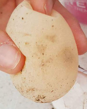 Abnormal chicken eggs. 37 egg and shell problems explained. - Cluckin