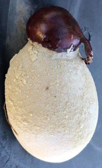 Lash Eggs, Salpingitis or Egg Lash Disease in chickens - Cluckin