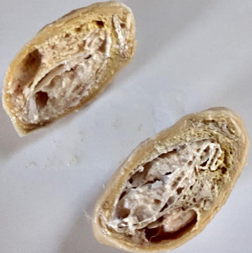 Lash Eggs, Salpingitis or Egg Lash Disease in chickens - Cluckin