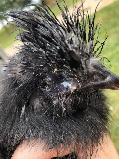 Infectious Coryza in chickens. And what to do about it. - Cluckin