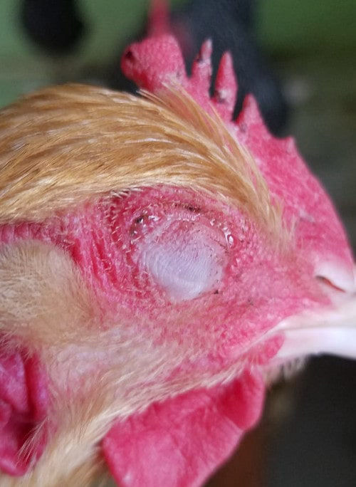 Infectious Coryza in chickens. And what to do about it. - Cluckin