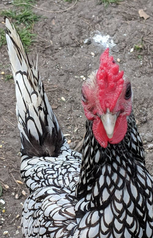 Infectious Coryza in chickens. And what to do about it. - Cluckin