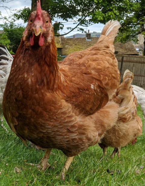 Cinnamon Queen chickens - Cluckin
