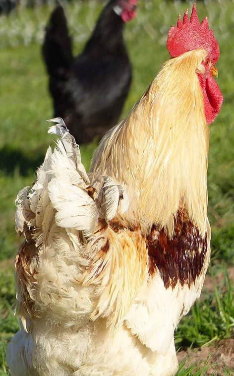 Cinnamon Queen Chicken History