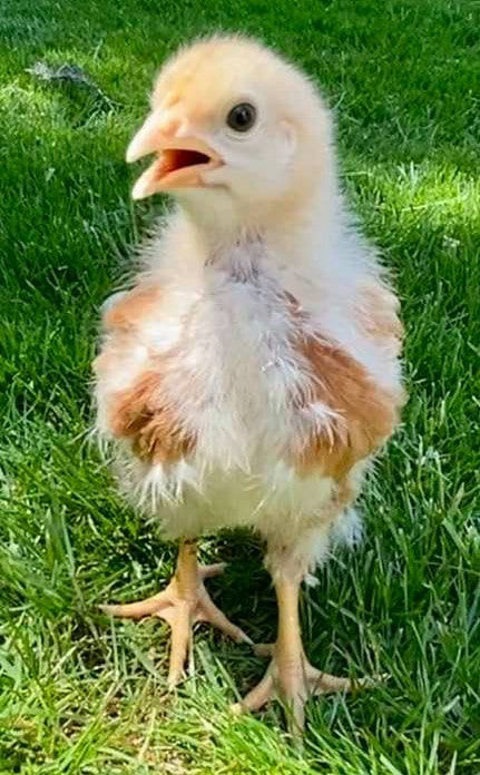 Cinnamon Queen chickens - Cluckin