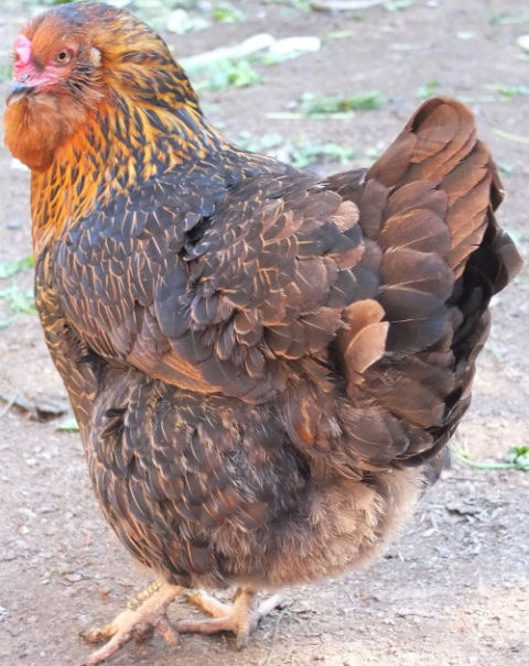 Complete guide to Olive Egger chickens and how to breed them. With FAQ ...