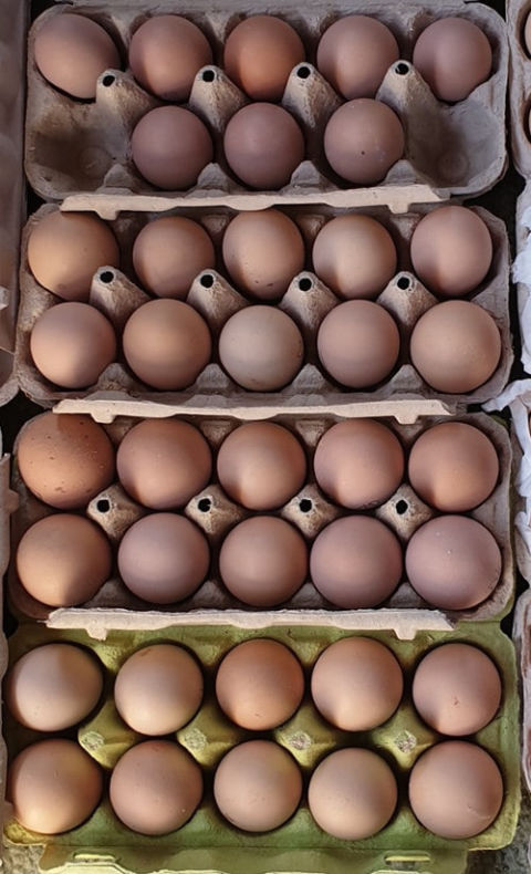 The Brahma chicken. All about the gentle giant. - Cluckin