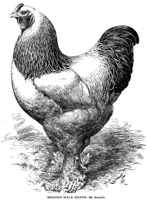 The Brahma chicken. All about the gentle giant. - Cluckin