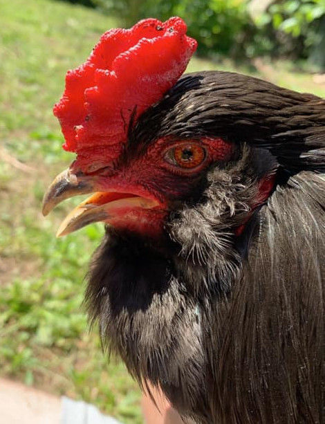 Mycoplasma gallisepticum - MG - in chickens and how to deal with it ...