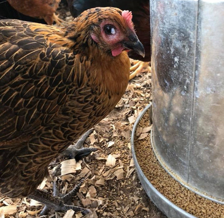 Mycoplasma gallisepticum - MG - in chickens and how to deal with it ...