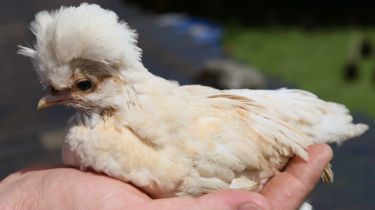 Polish chicken breed profile. - Cluckin