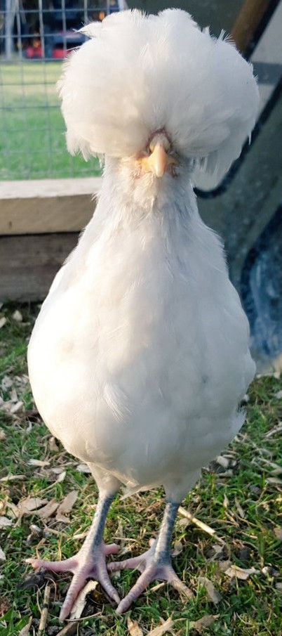 Polish chicken breed profile. - Cluckin