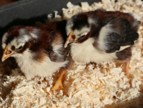 Ancona chicken breed profile. - Cluckin