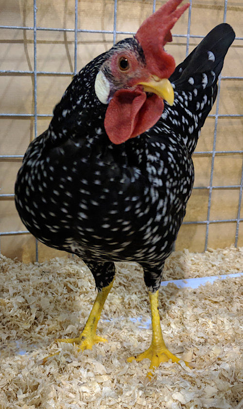 Ancona chicken breed profile. - Cluckin