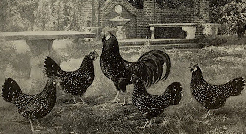 Ancona chicken breed profile. - Cluckin