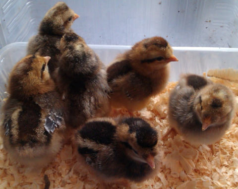 The Cream Crested Legbar breed profile. - Cluckin