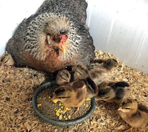 The Cream Crested Legbar breed profile. - Cluckin