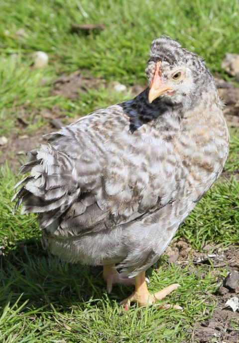 The Cream Crested Legbar breed profile. - Cluckin