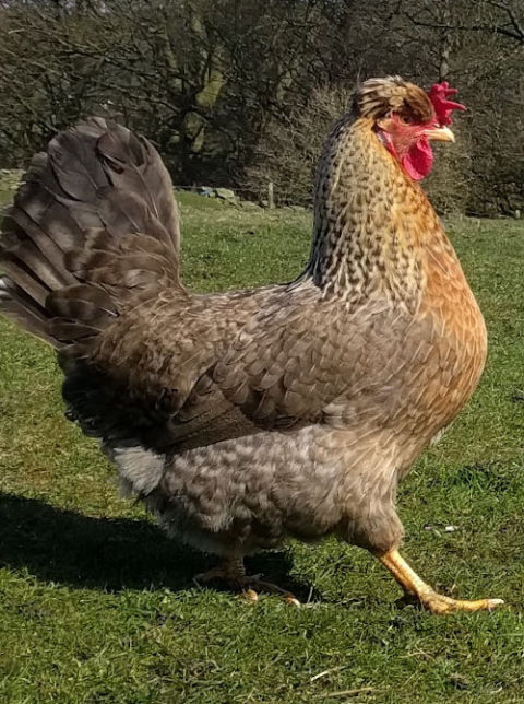 The Cream Crested Legbar breed profile. - Cluckin