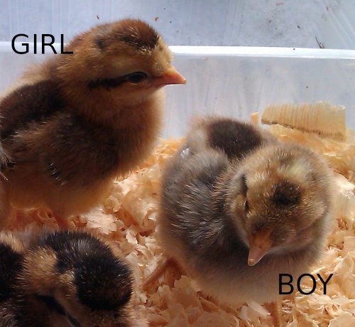 The Cream Crested Legbar breed profile. - Cluckin