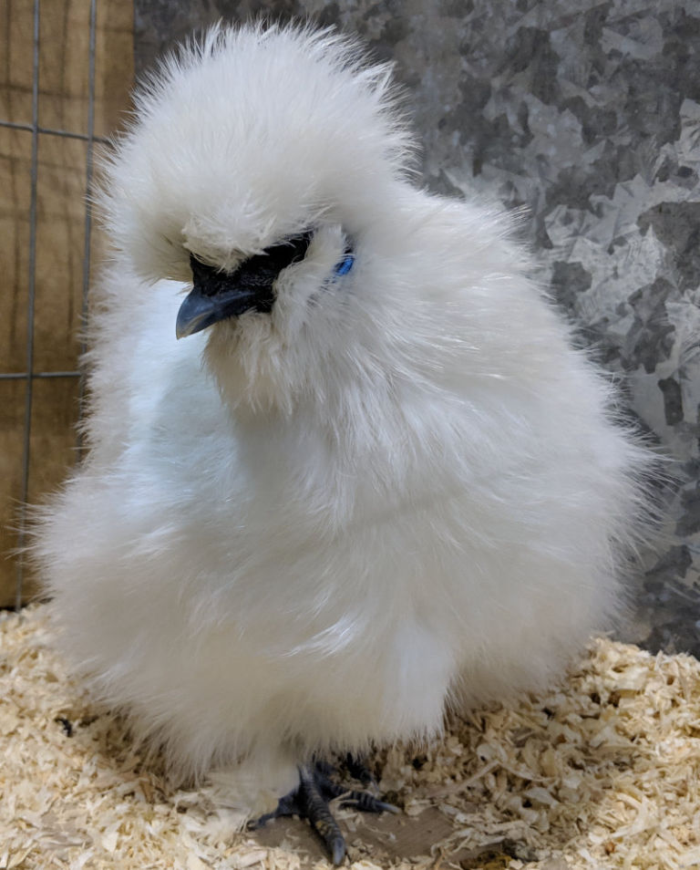 The Silkie chicken - Cluckin