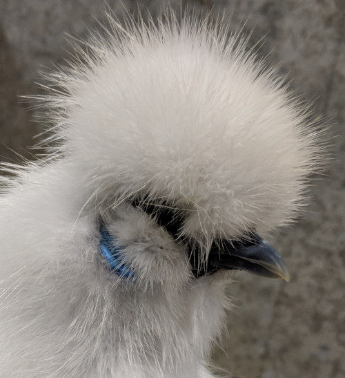 The Silkie chicken - Cluckin