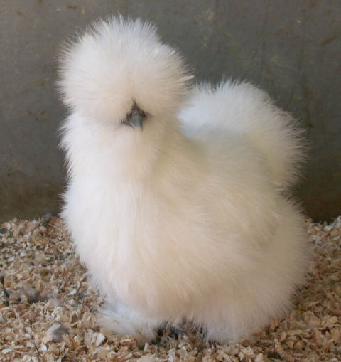 The Silkie chicken - Cluckin